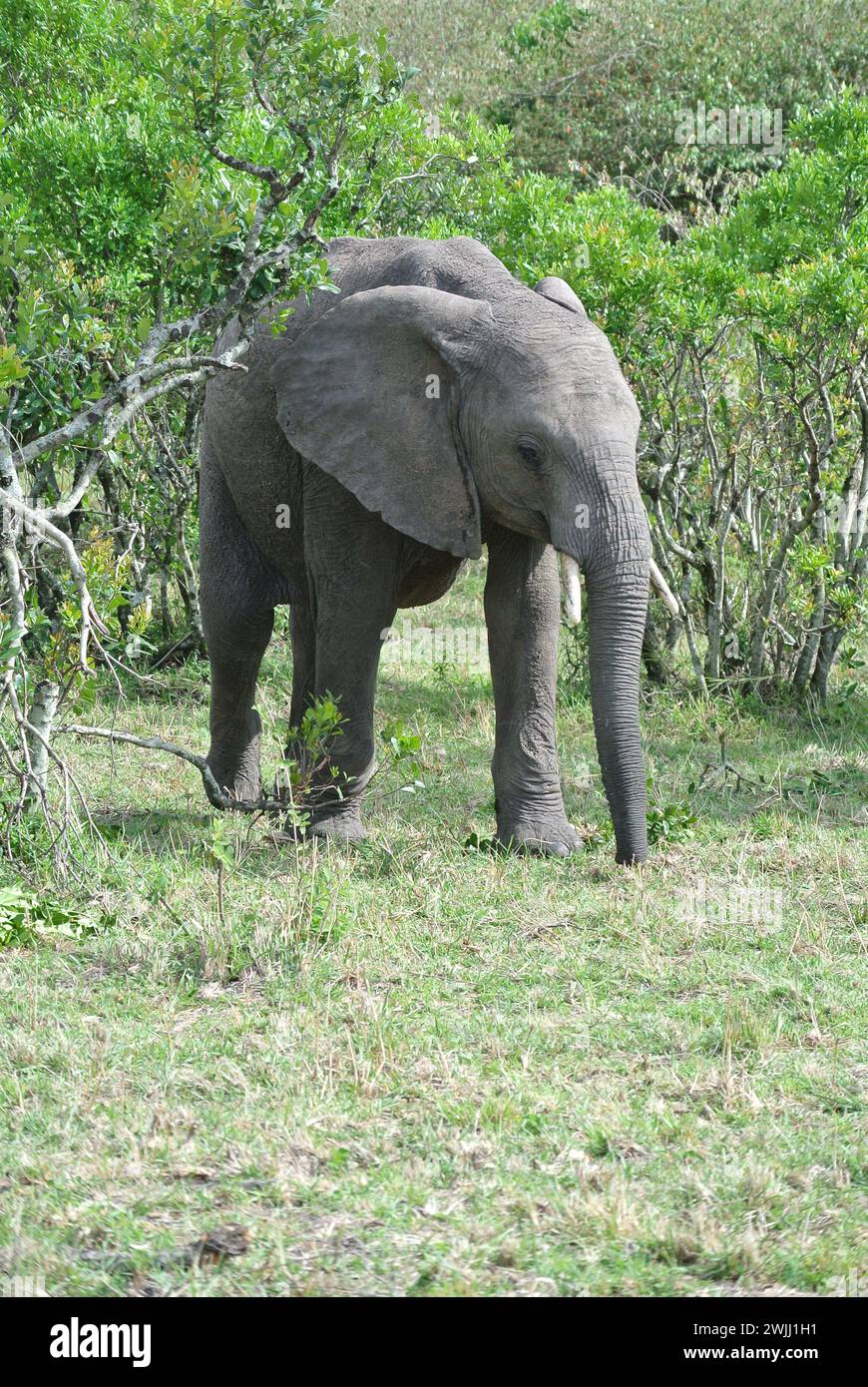 Five largest species hi-res stock photography and images - Alamy