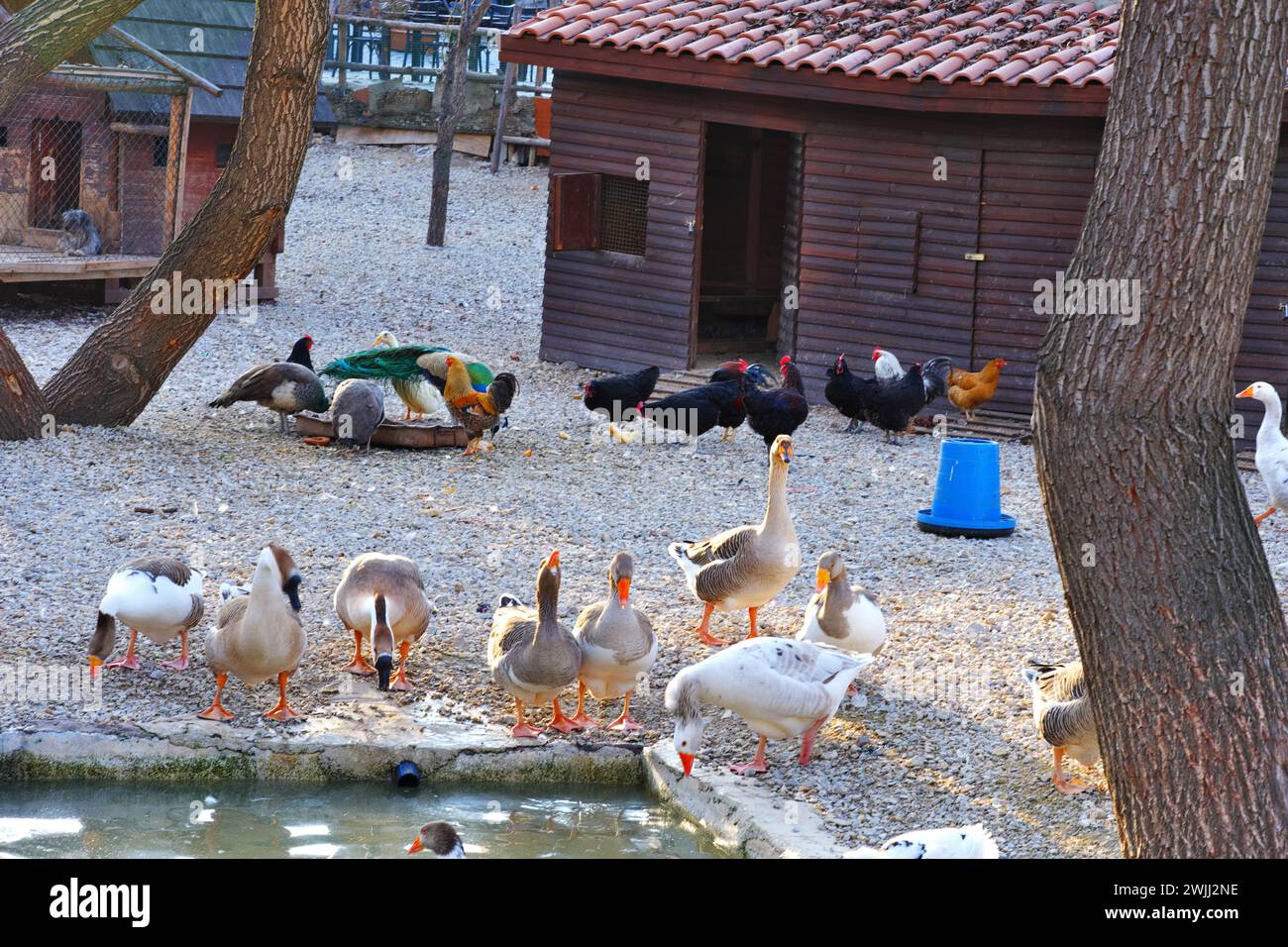 Goose chicken and duck drinking water at farm in a sunny day outdoor ...