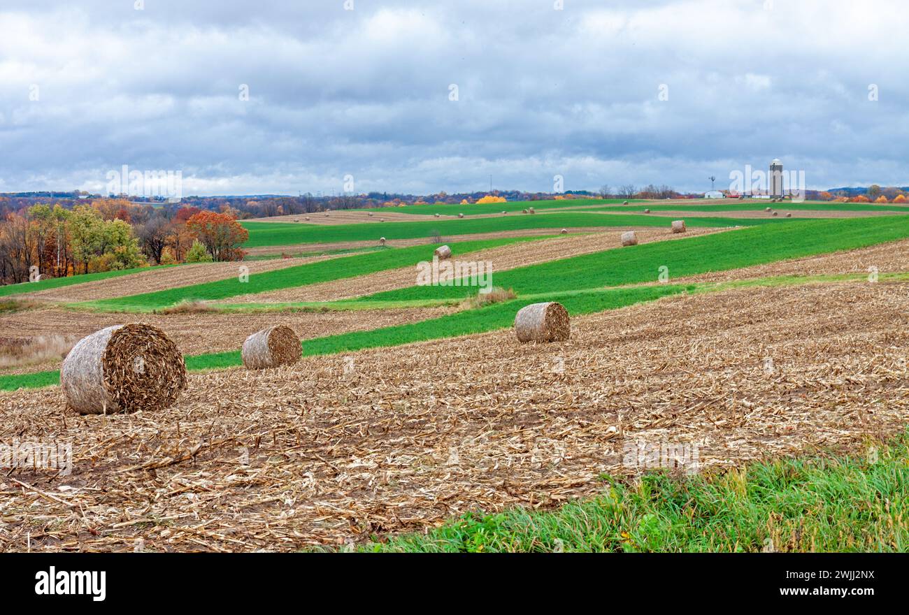 Hay bales in rolling hills surrounded by ribbons of alfalfa. Colorful ...