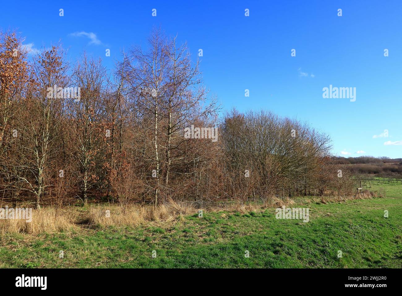 Colourful woodland landscape in the North Kent countryside Stock Photo ...
