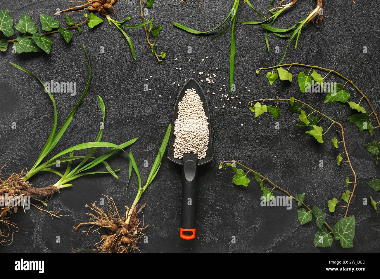 Gardening shovel with granular fertilizer and plants on black ...