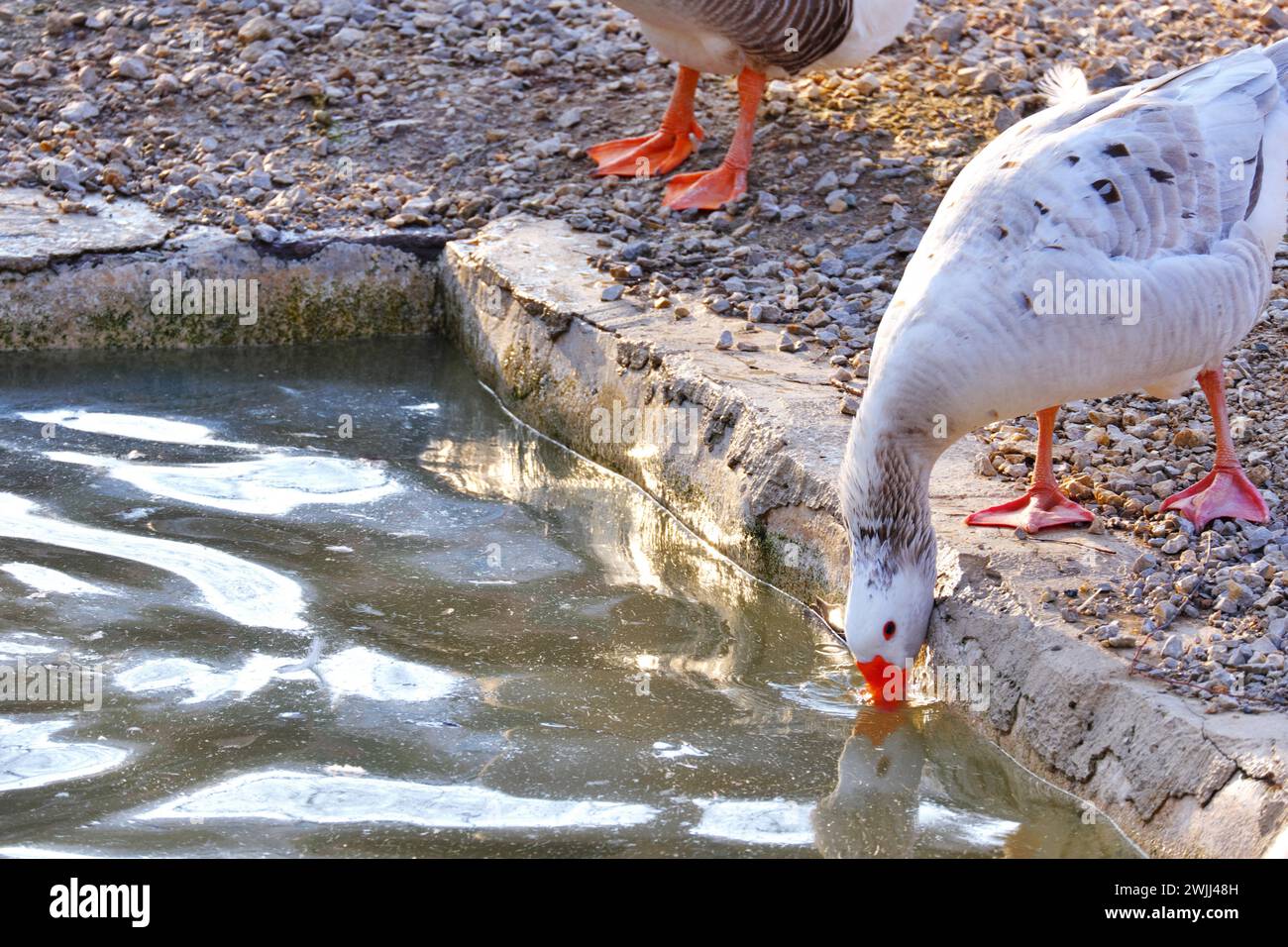 Goose chicken and duck drinking water at farm in a sunny day outdoor ...