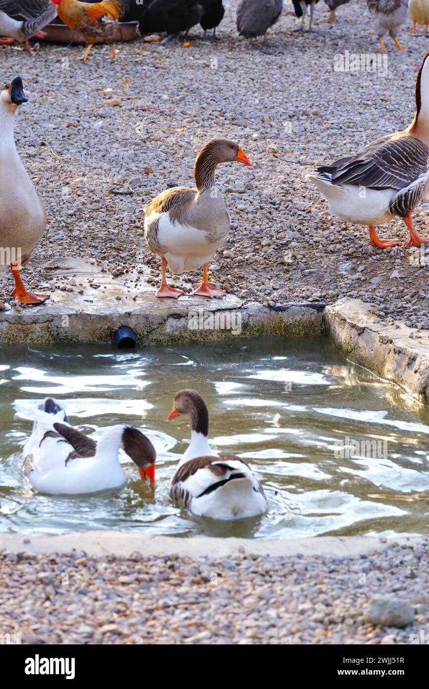 Animal farm book cover hi-res stock photography and images - Alamy