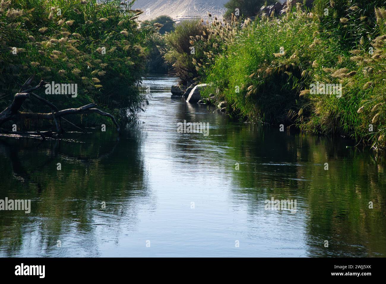 Panoramic view of landscape, flora and fauna around the world largest ...