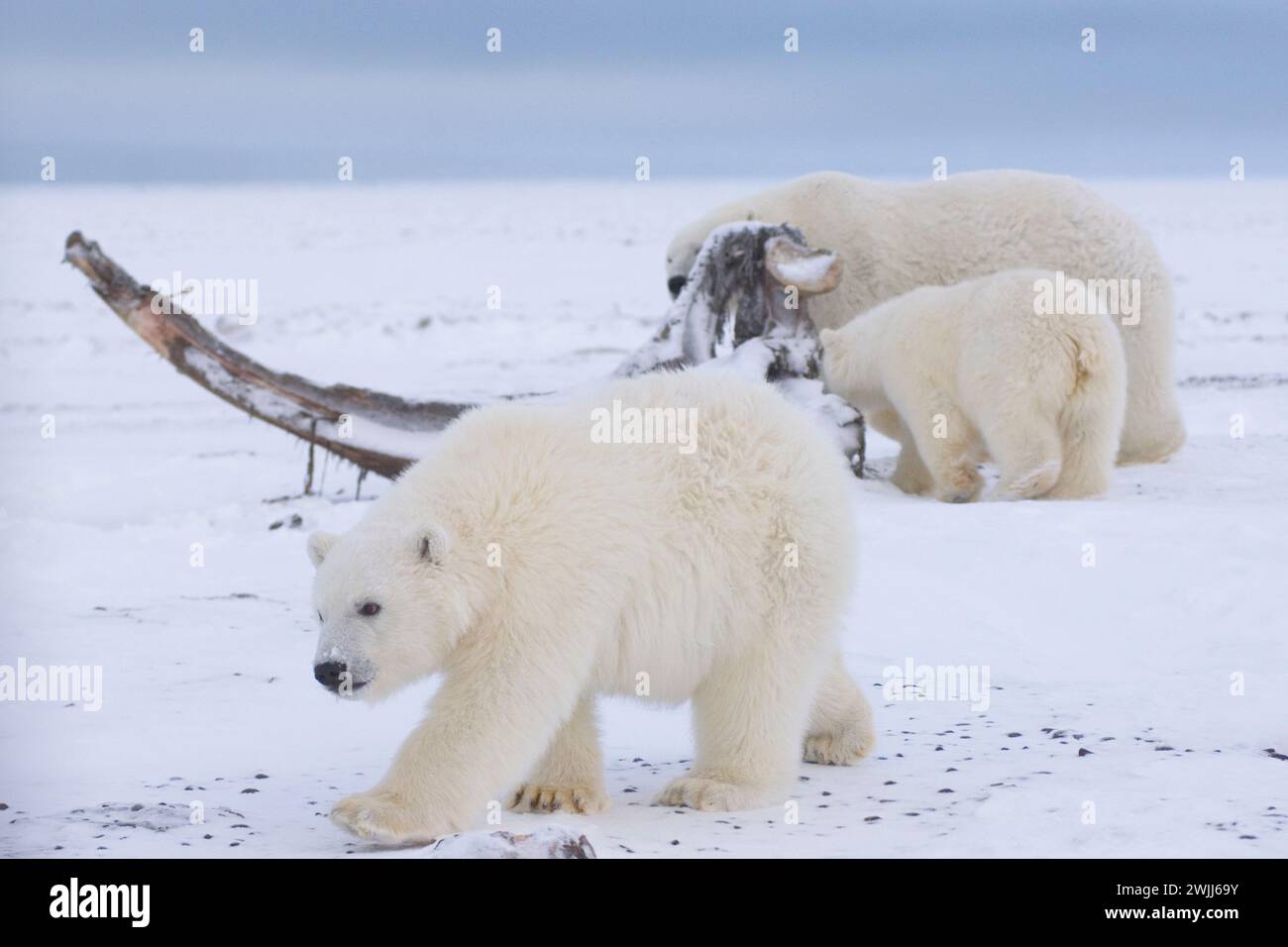 polar bears, Ursus maritimus, sow scavenging with there her spring cubs ...