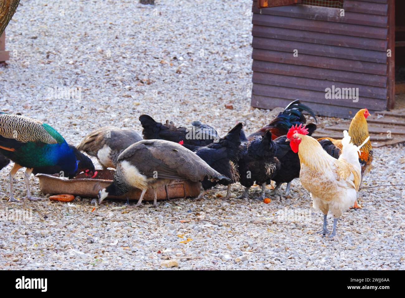 Goose chicken and duck drinking water at farm in a sunny day outdoor ...