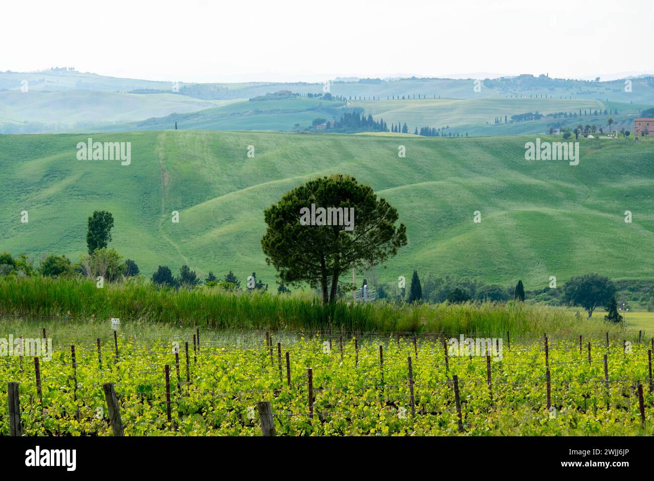 Rural hills single tree hi-res stock photography and images - Alamy