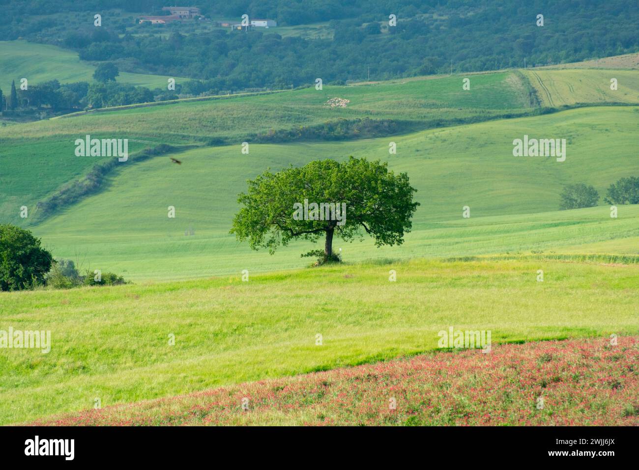 Tuscany tree hi-res stock photography and images - Alamy