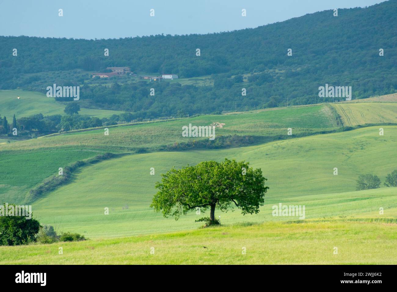 Tuscany tree hi-res stock photography and images - Alamy