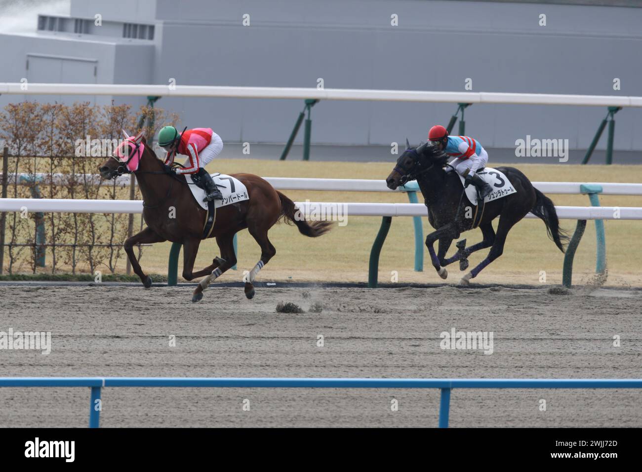 2024/02/10 KYOTO 02R Amber Doll/Kanta Taguchi Jockey Jun la Tour/Ryuji ...