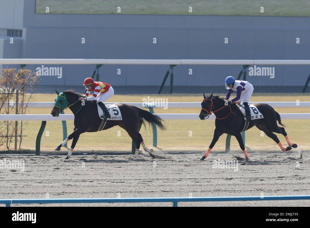 2024/02/10 KYOTO 04R Yokai Disco/Mirai Iwata Jockey Tamiser/Mirco ...