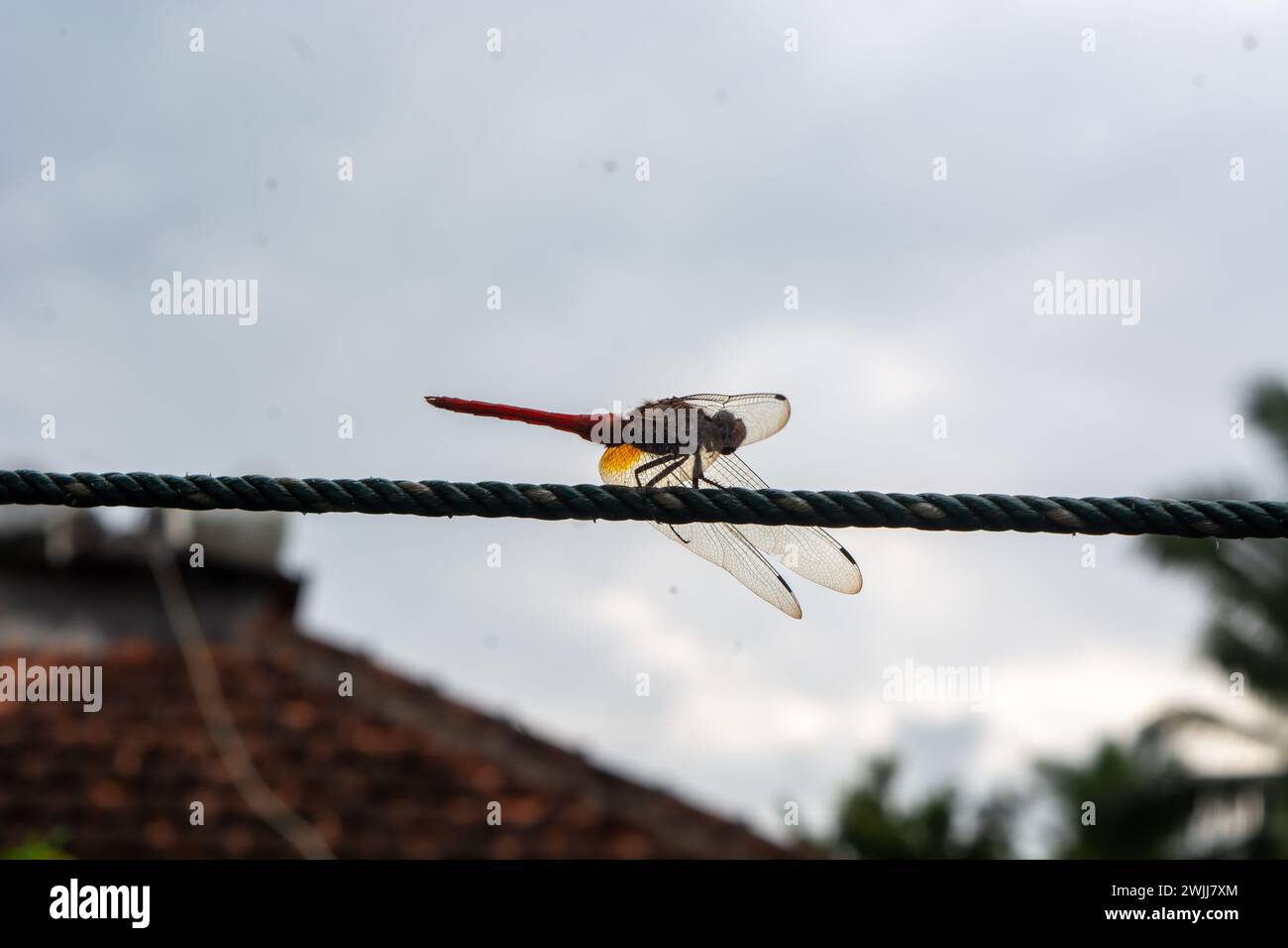 Dragonfly outdoor on wet morning. Blur background Stock Photo - Alamy