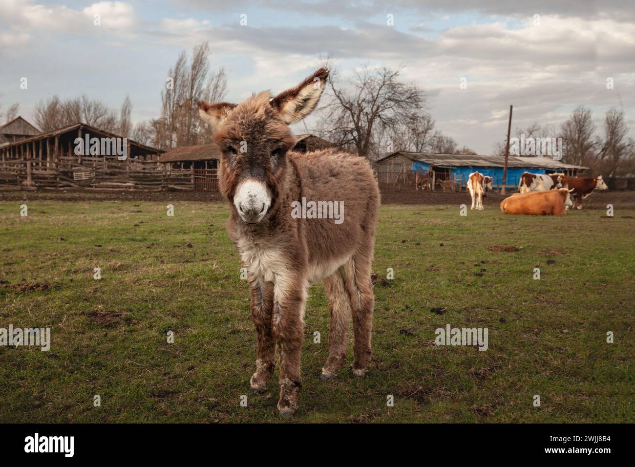 Serbian donkey hi-res stock photography and images - Alamy