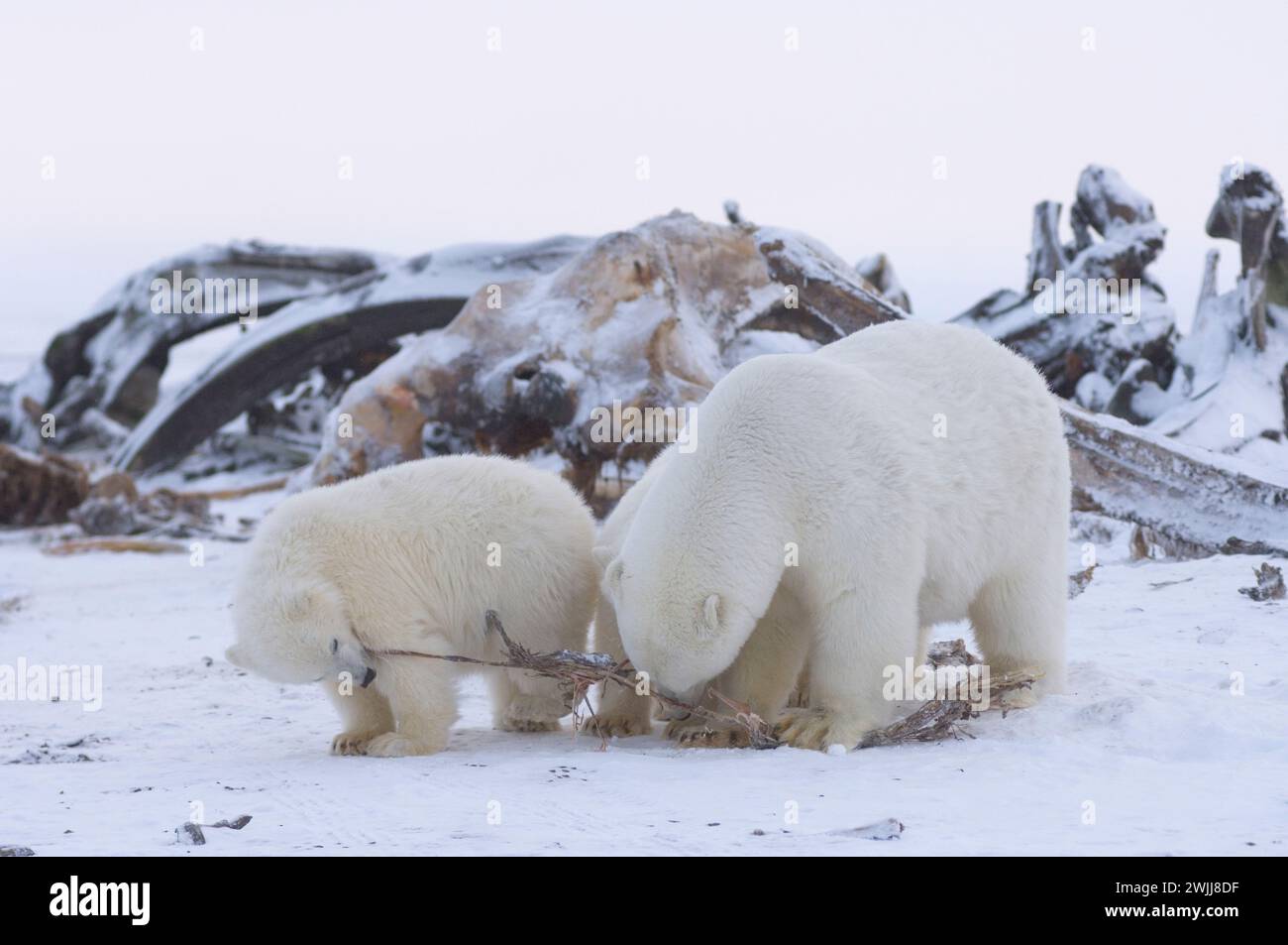 polar bears, Ursus maritimus, sow scavenging with there her spring cubs ...