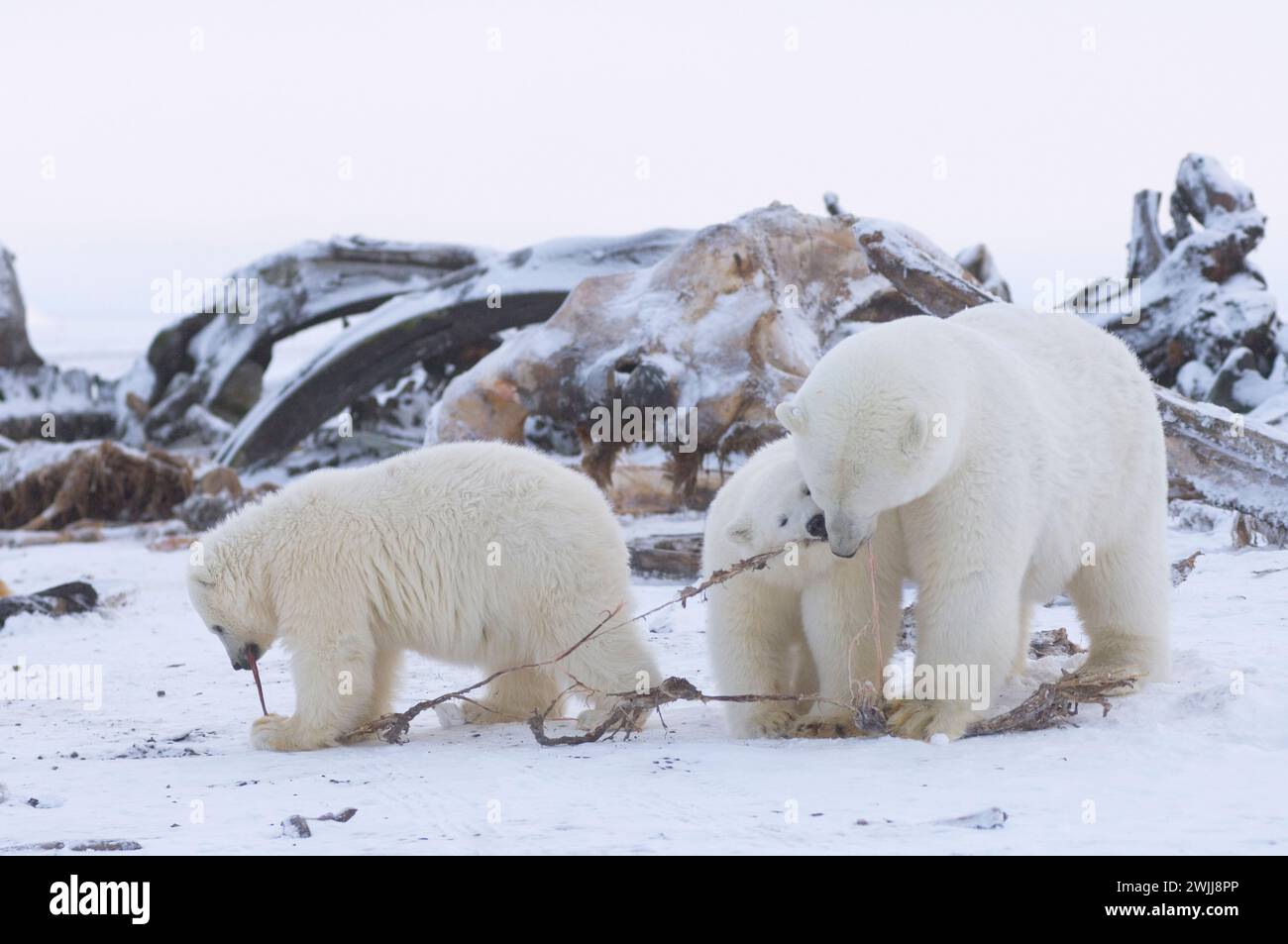 polar bears, Ursus maritimus, sow scavenging with there her spring cubs ...