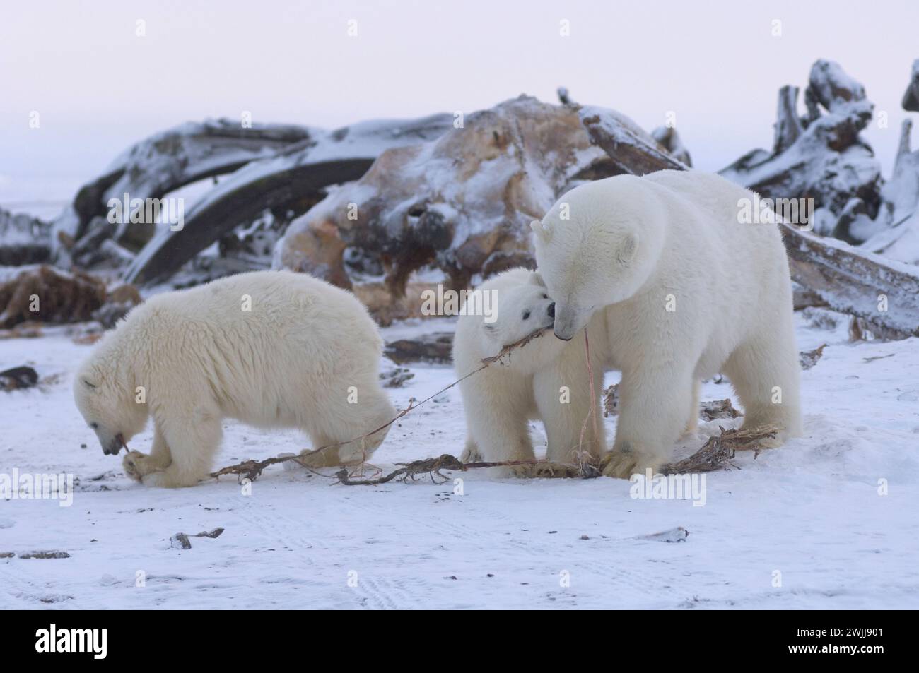polar bears, Ursus maritimus, sow scavenging with there her spring cubs ...