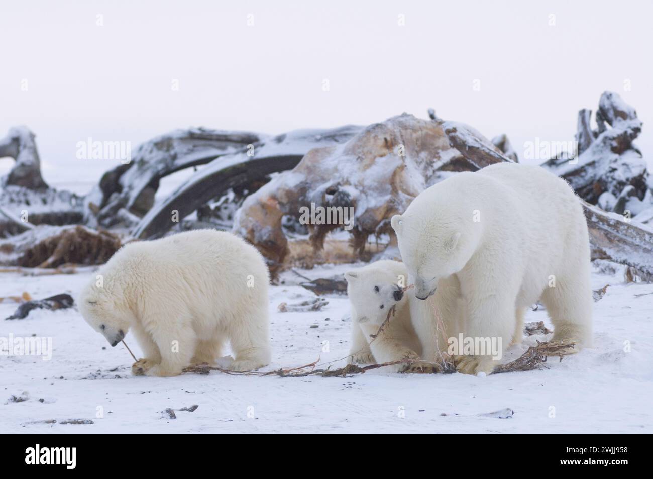 polar bears, Ursus maritimus, sow scavenging with there her spring cubs ...