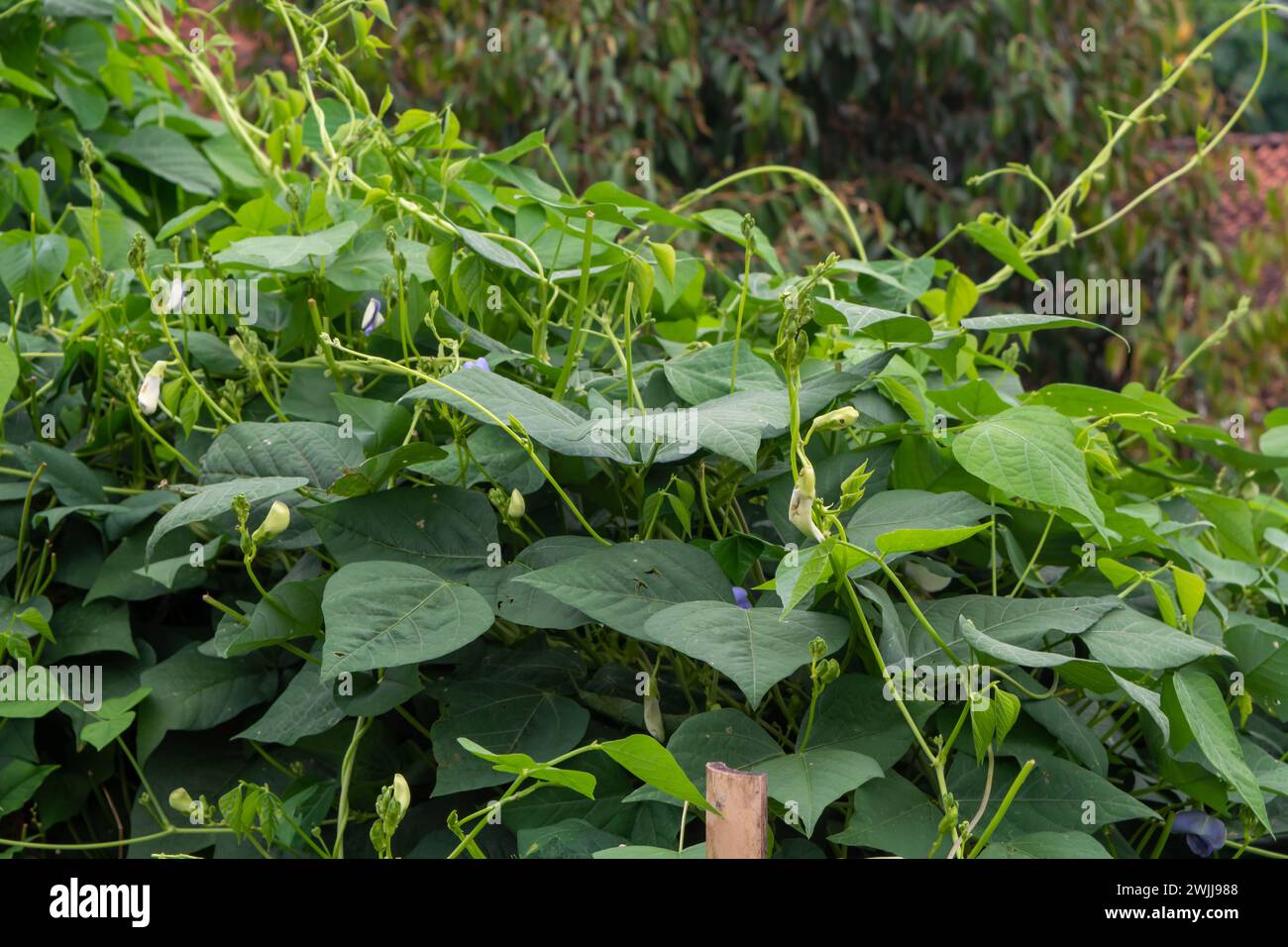 Flat lay of small plants around the house Stock Photo - Alamy