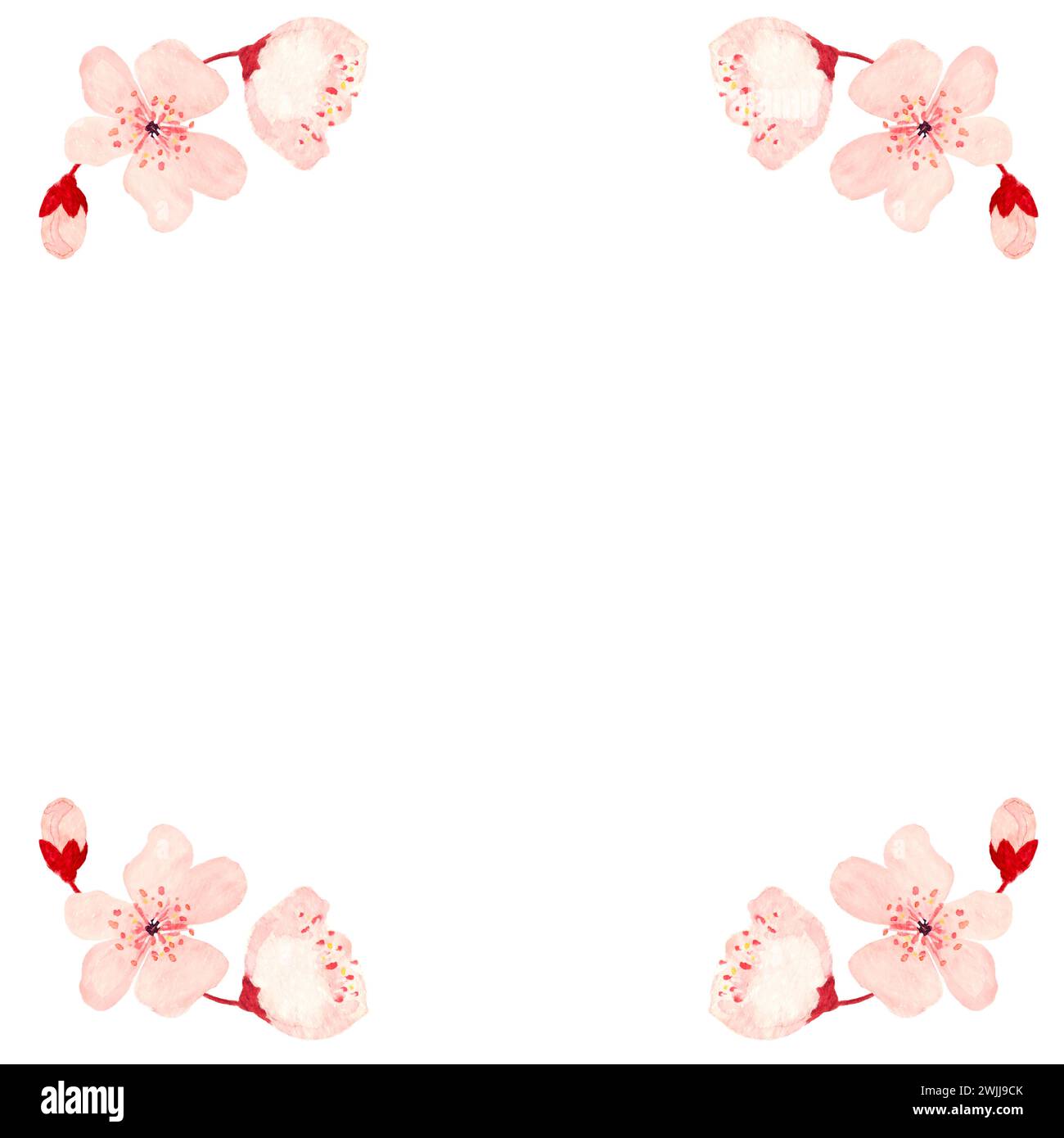 Watercolor hand drawn pink sakura flower frame isolated on white Stock ...