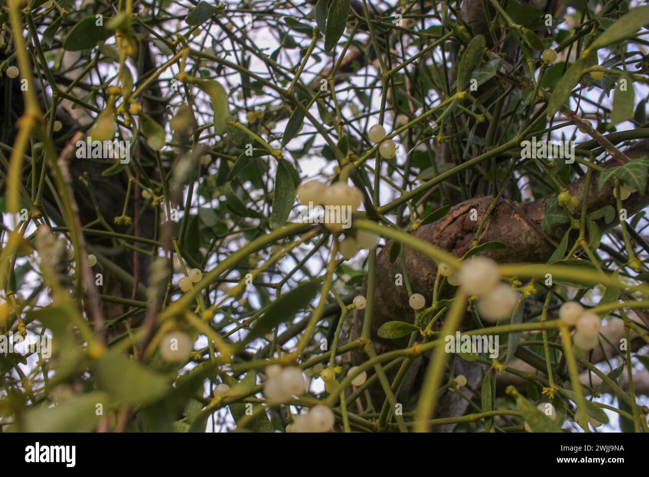 mistletoe is a beautiful parasite in an apple tree Stock Photo - Alamy