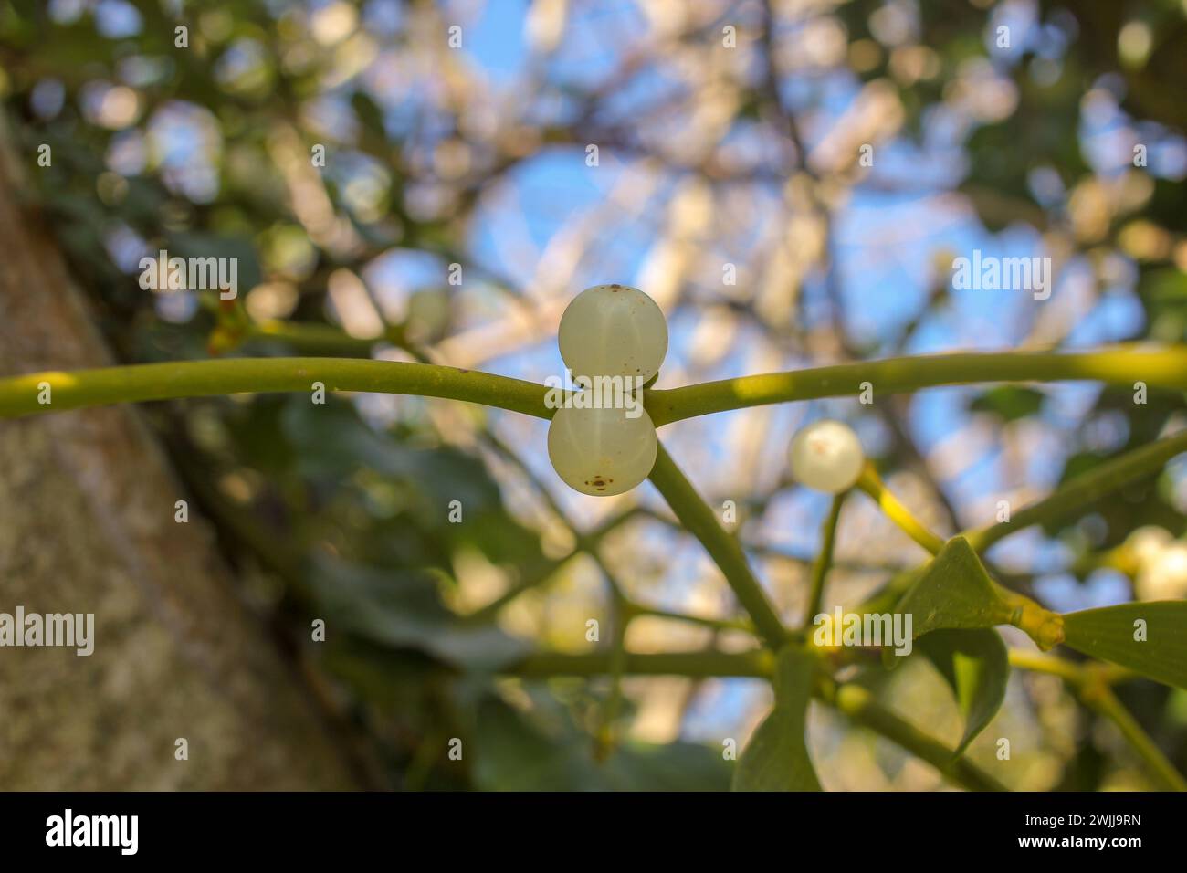 A bunch of mistletoe close up hi-res stock photography and images - Alamy