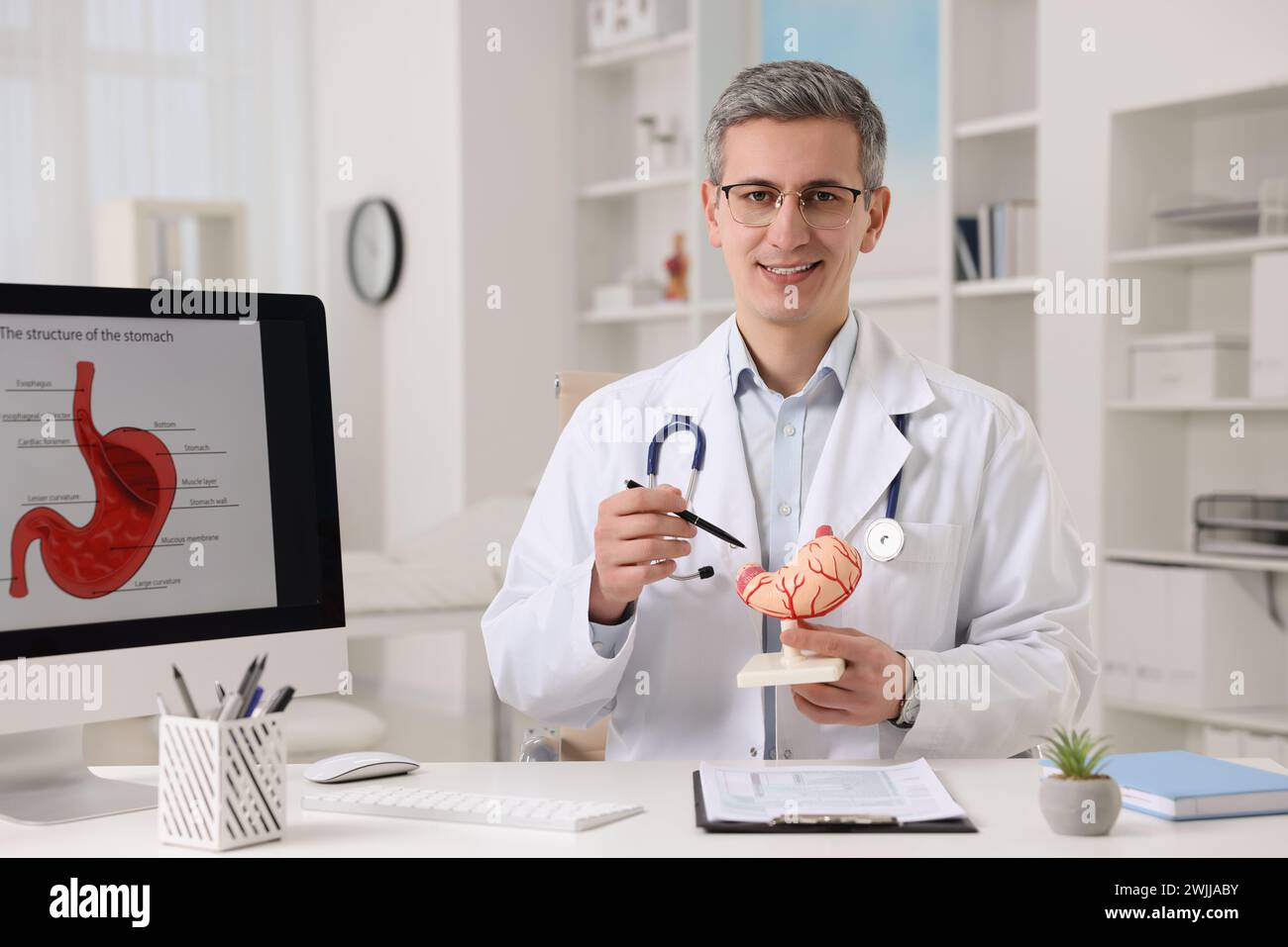 Gastroenterologist showing human stomach model at table in clinic Stock ...