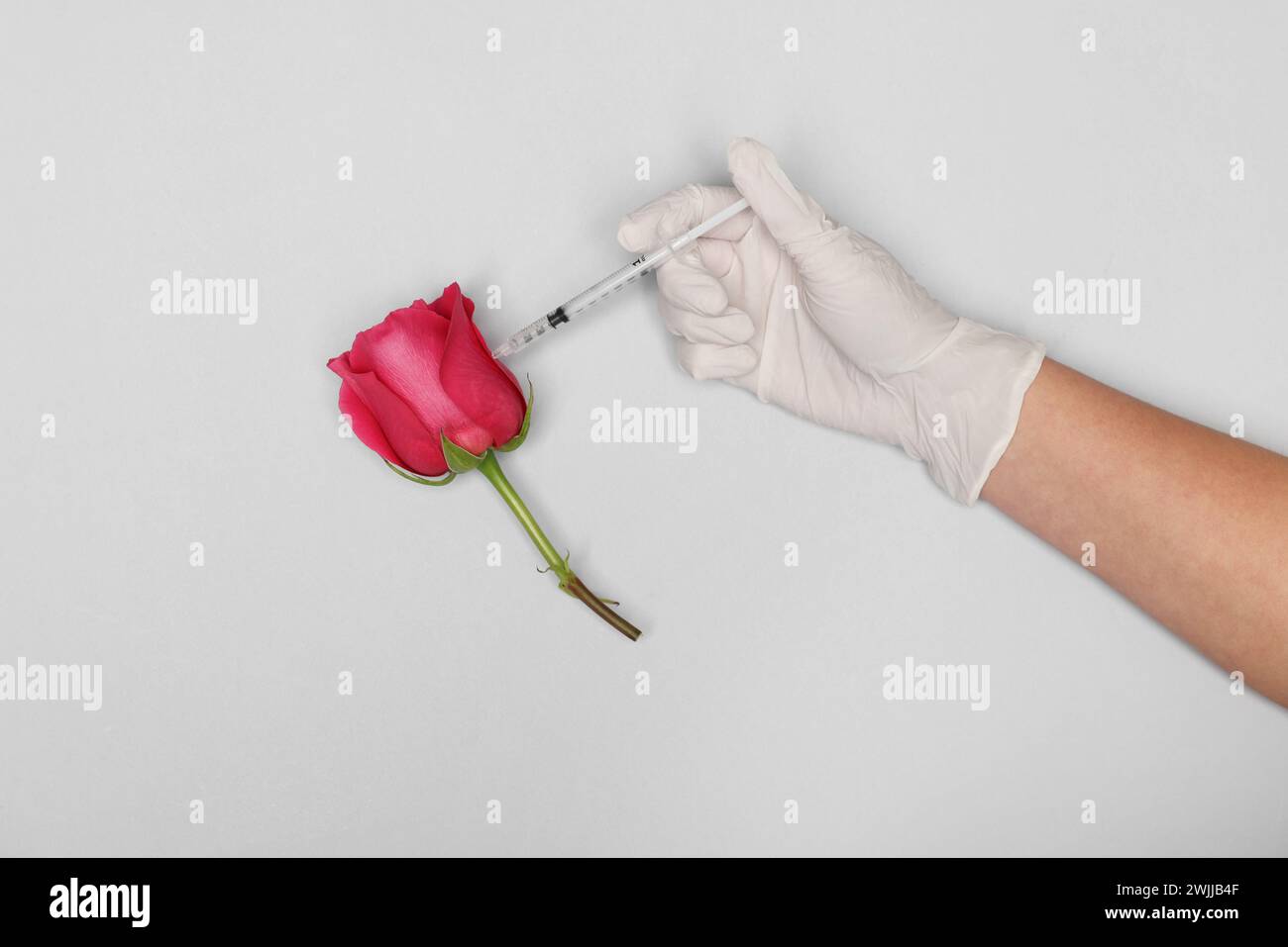 Doctor making injection to rose on light grey background, top view ...
