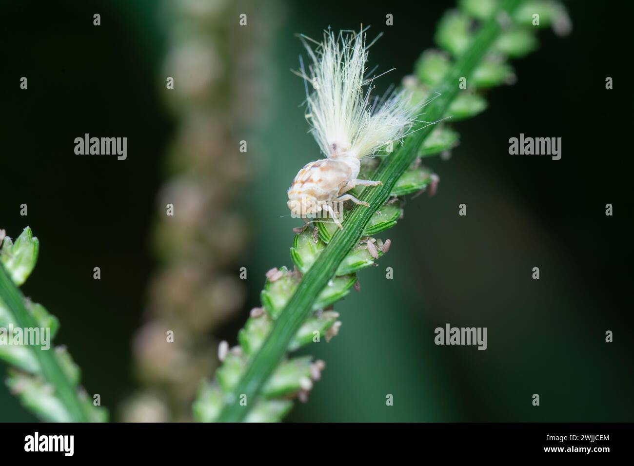 Flatid bug close up hi-res stock photography and images - Alamy