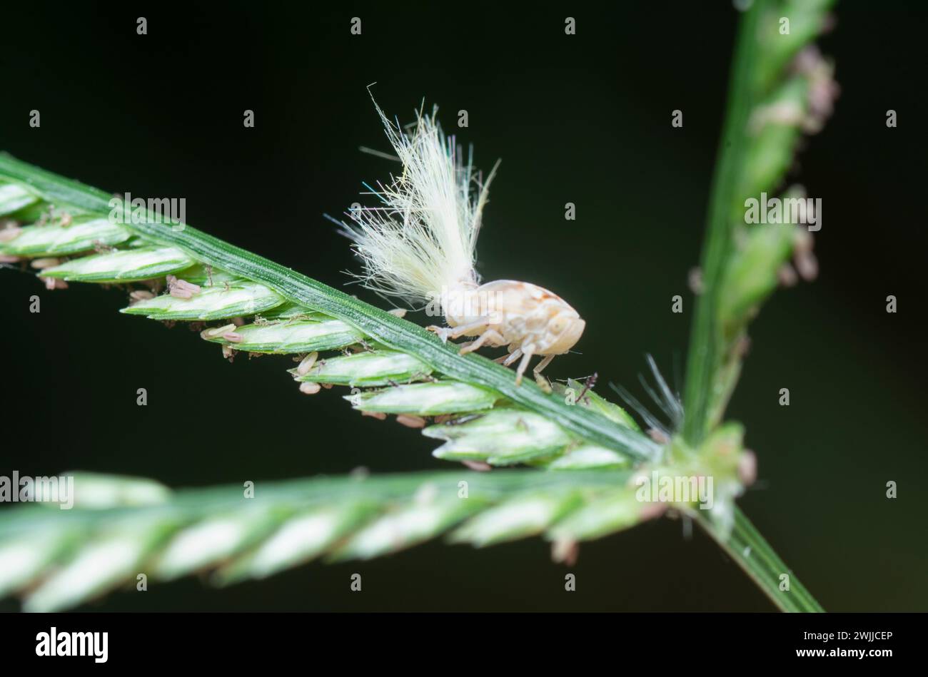 Flatid bug close up hi-res stock photography and images - Alamy