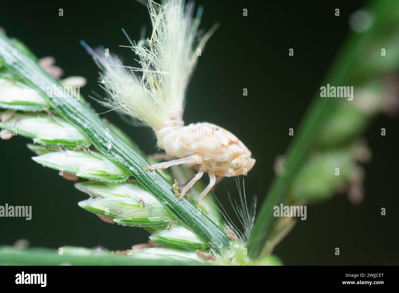 close shot of the white Flatid planthopper nymph Stock Photo - Alamy