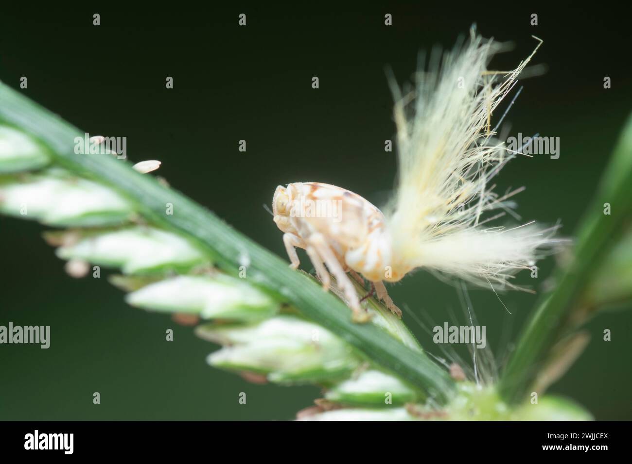 Lanternfly outdoor shot hi-res stock photography and images - Alamy