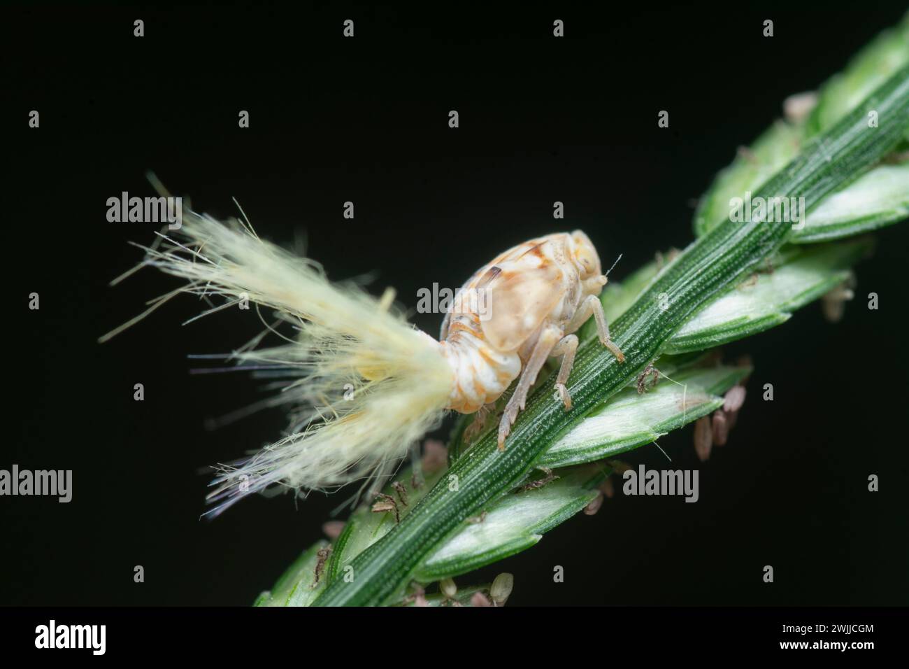 Flatid bug close up hi-res stock photography and images - Alamy