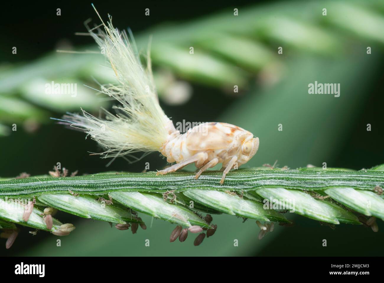 Flatid bug hi-res stock photography and images - Alamy