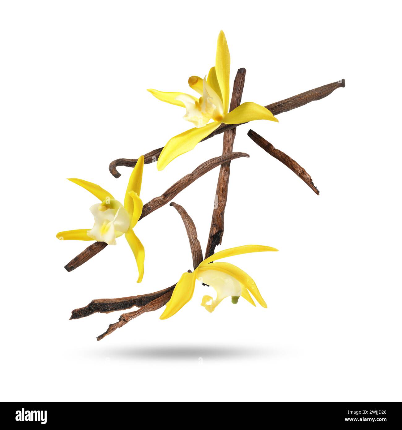 Vanilla pods and yellow flowers falling on white background Stock Photo ...