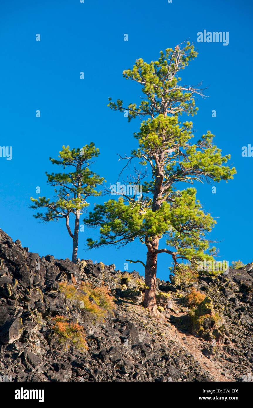 Pine on lava flow at Davis Lake, Cascade Lakes National Scenic Byway ...