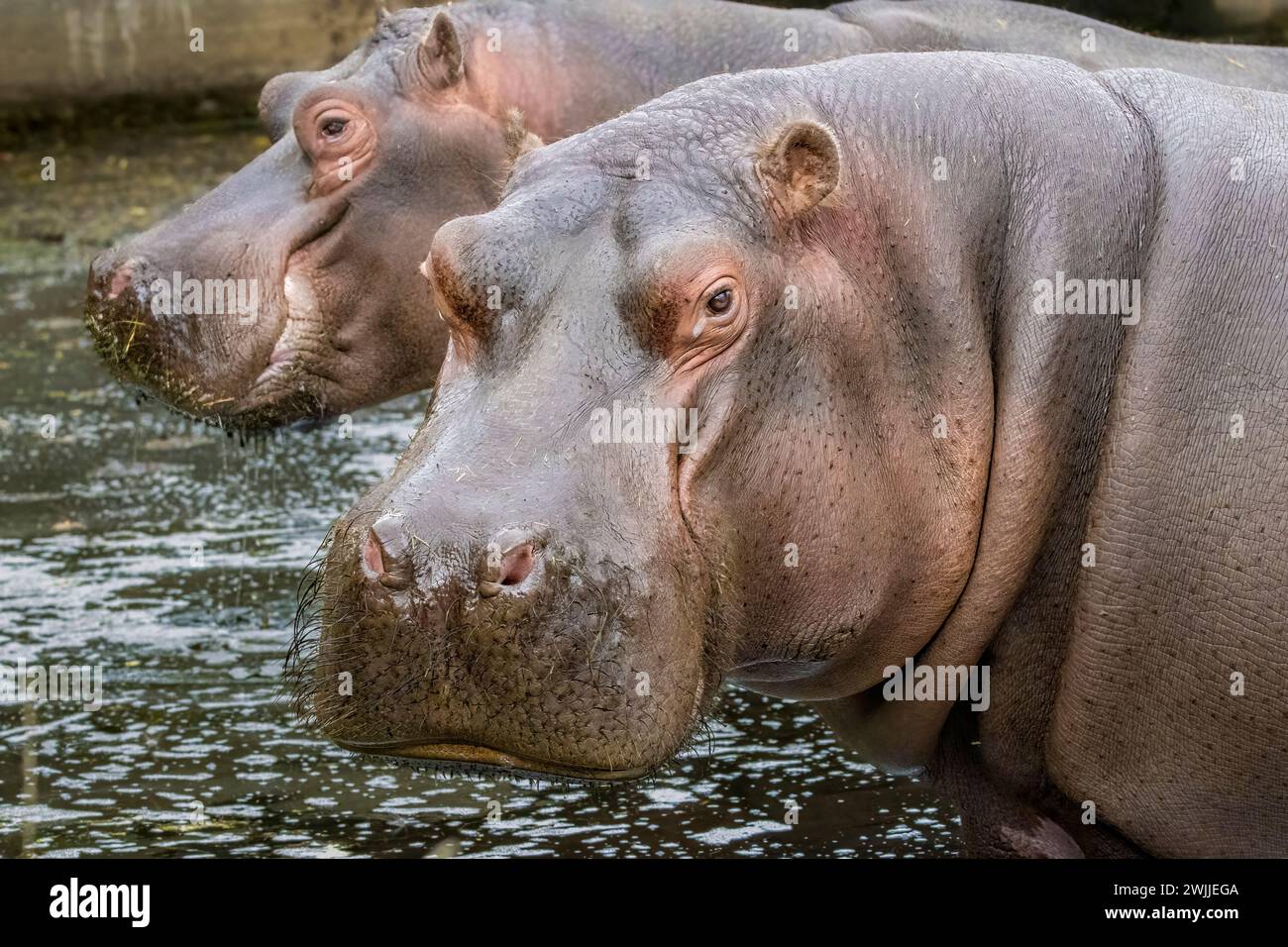 Zoo hippos hi-res stock photography and images - Alamy