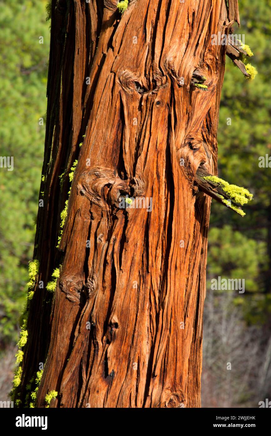 Incense cedar by Metolius Wild and Scenic River, Deschutes National ...