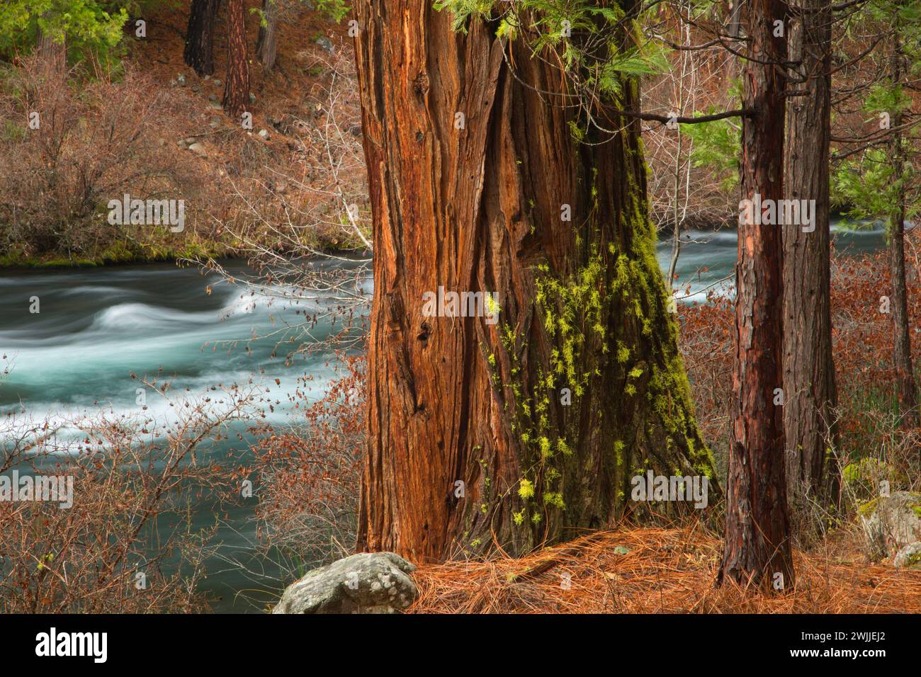 Incense cedar by Metolius Wild and Scenic River, Deschutes National ...