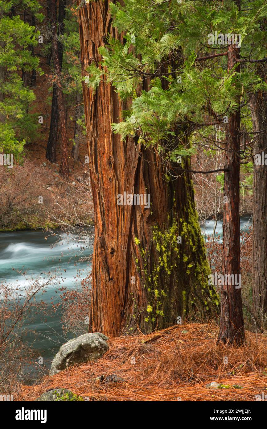 Incense cedar by Metolius Wild and Scenic River, Deschutes National ...