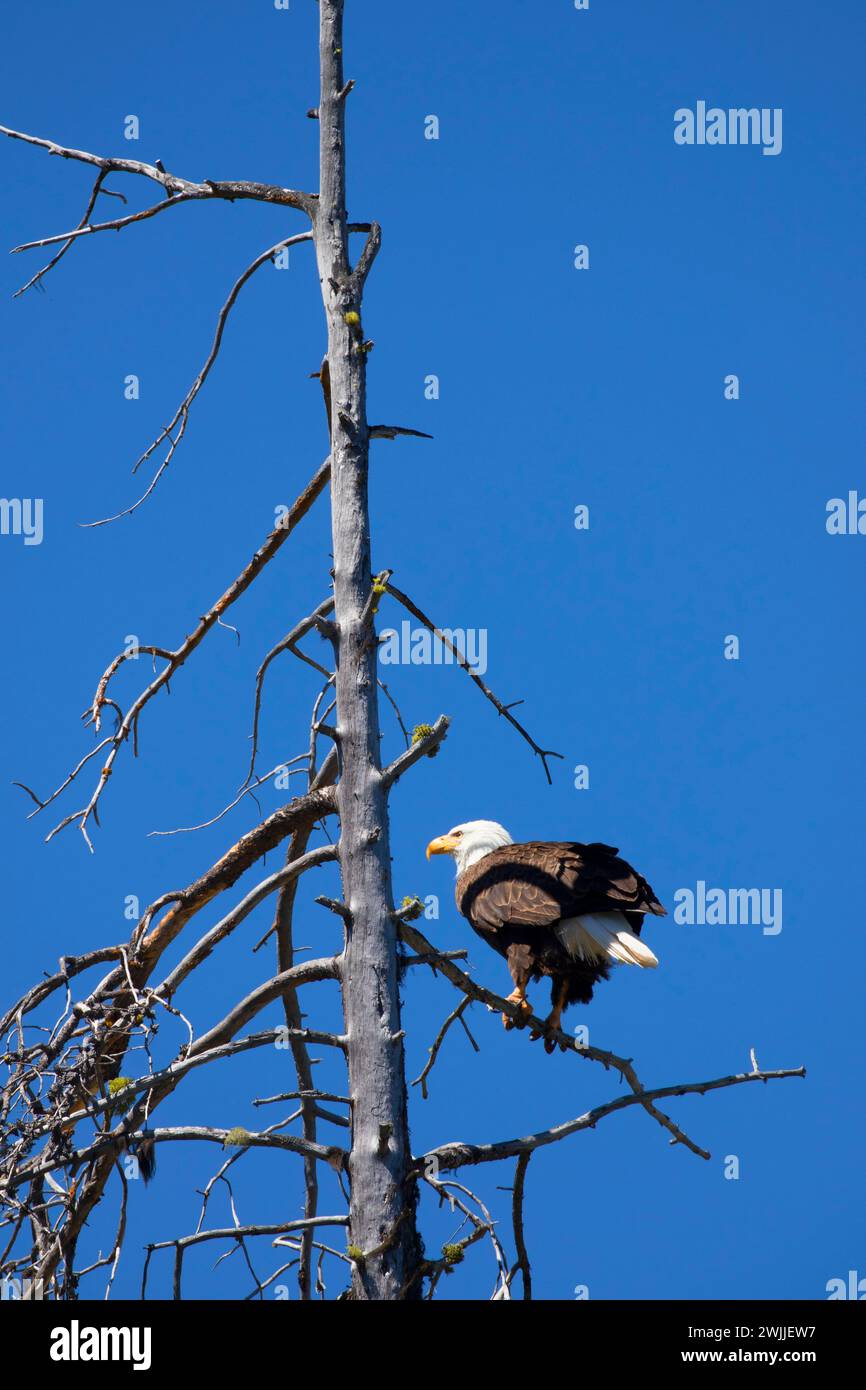 Bald eagle at Lava Lake, Cascade Lakes National Scenic Byway, Deschutes ...