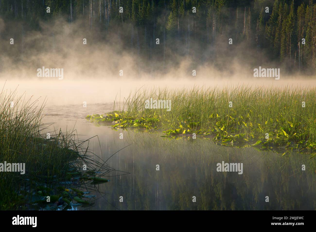 Mist on Hosmer Lake, Cascade Lakes National Scenic Byway, Deschutes ...
