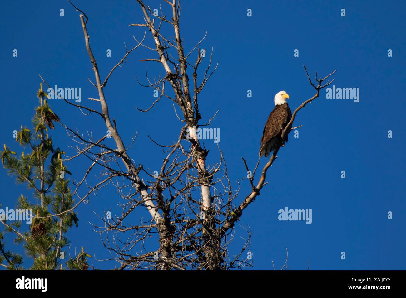 Bald eagle at Hosmer Lake, Cascade Lakes National Scenic Byway ...
