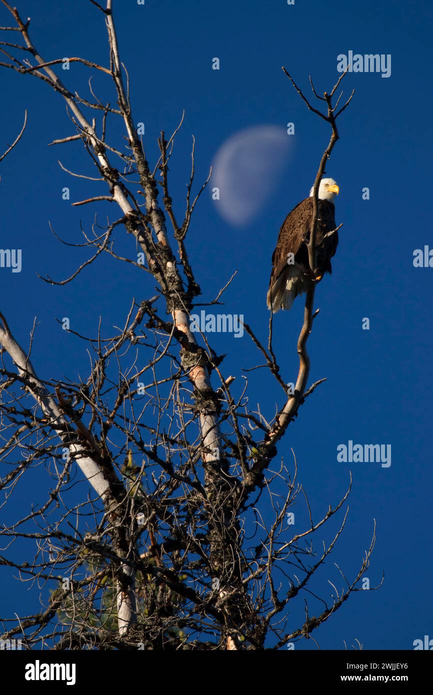 Bald eagle at Hosmer Lake, Cascade Lakes National Scenic Byway ...