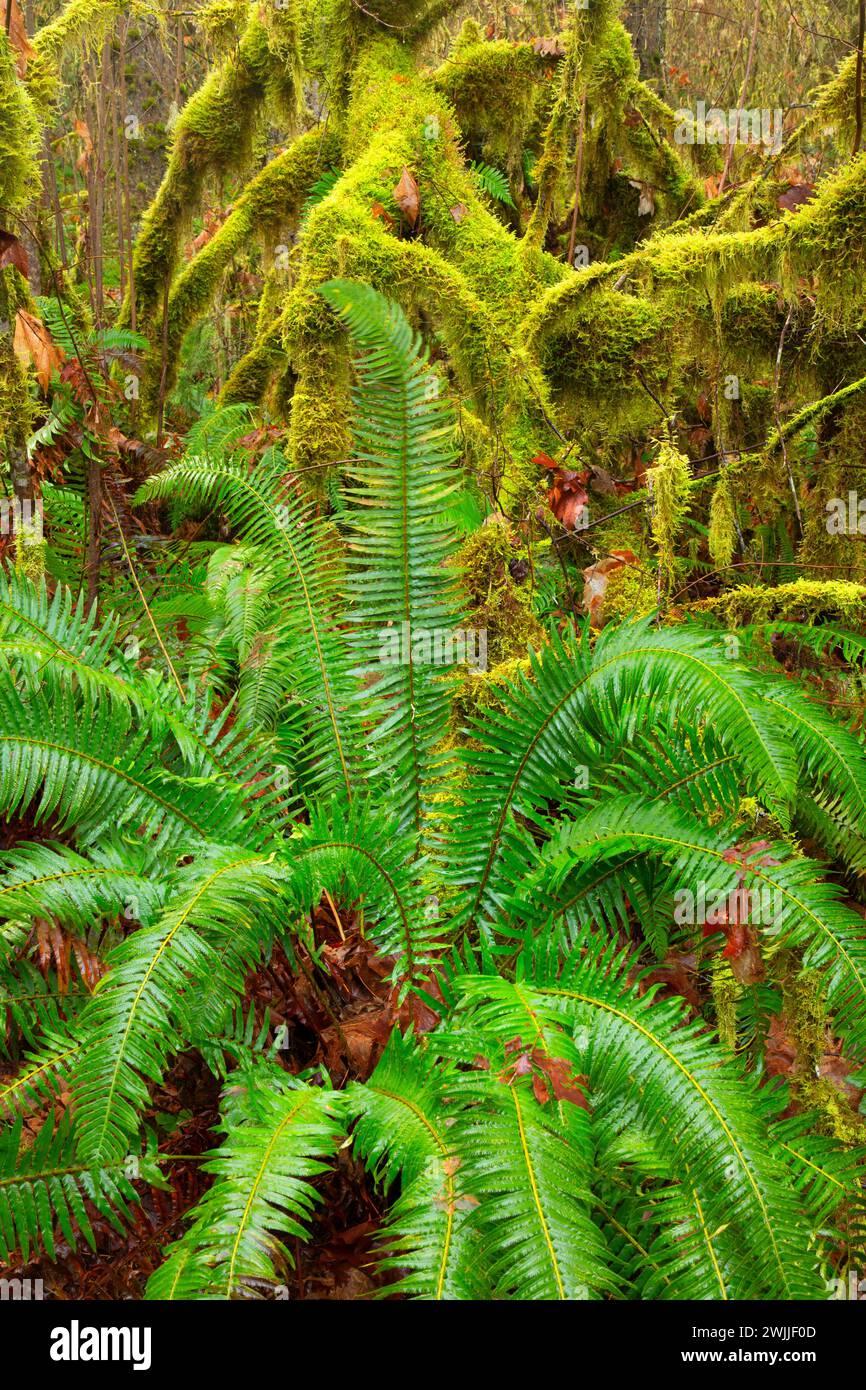 Western sword fern (Polystichum munitum), McDowell Creek Falls County ...