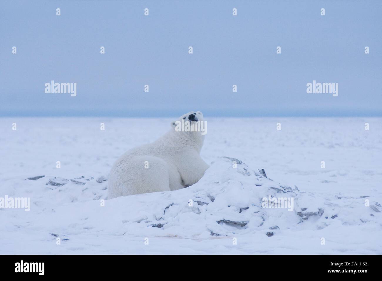 polar bear, Ursus maritimus, sow resting sleeping along a barrier ...
