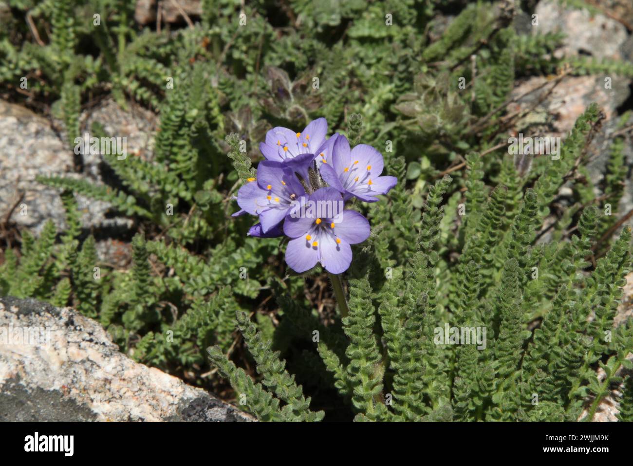 Sticky Jacob's Ladder / Sky Pilot (Polemonium viscosum) purple ...
