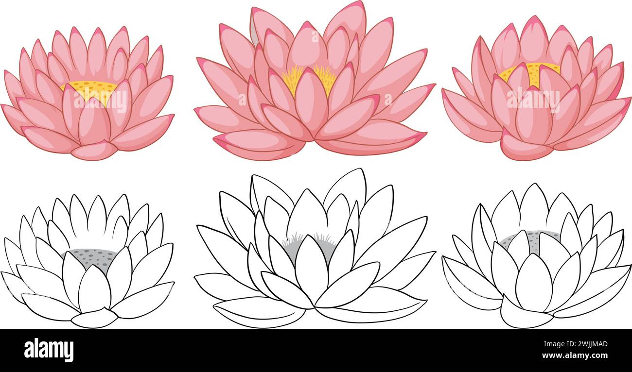 Colorful and outlined lotus flowers illustration Stock Vector Image ...
