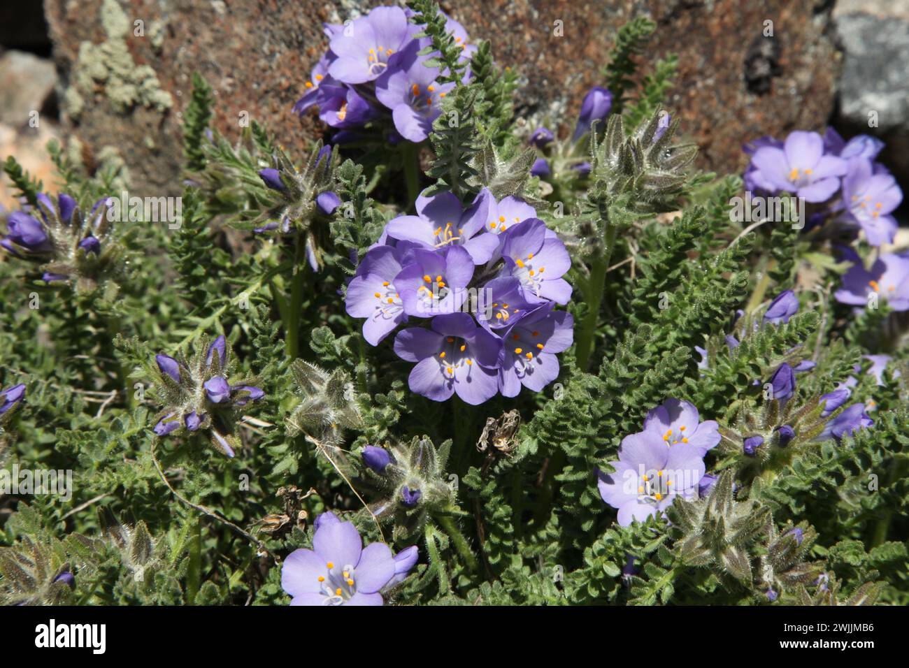 Sticky Jacob's Ladder / Sky Pilot (Polemonium viscosum) purple ...