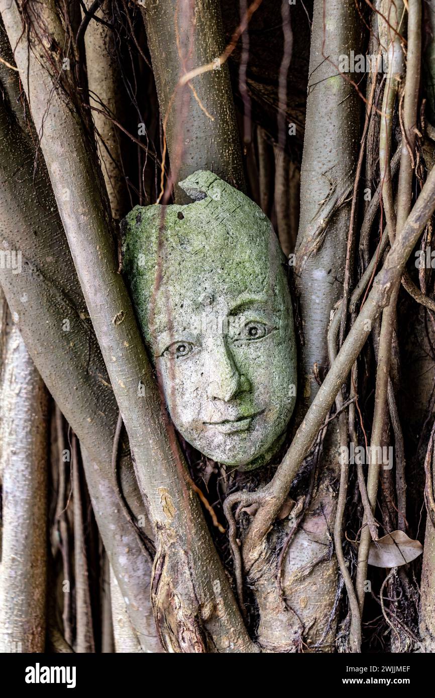 Natural tree with human face hi-res stock photography and images - Alamy