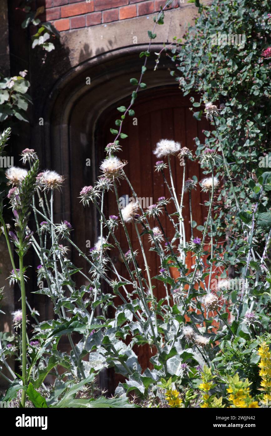 The thistle, the national flower of Scotland in front of old wooden ...